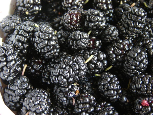 Black Mulberry Fruit, Toronto, Canada – Don Tai (Canada) Blog