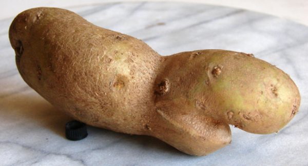 Hippopotamus Potato – Don Tai (Canada) Blog